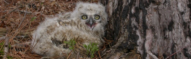 Blog - Holy Wisdom - An Ecumenical Benedictine Community